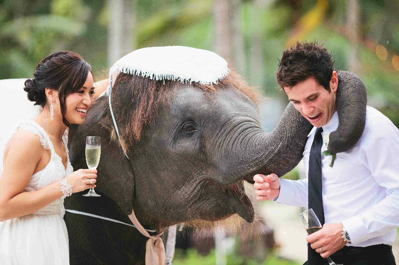 Wedding with elephants 60 photos - Astyledwedding.com